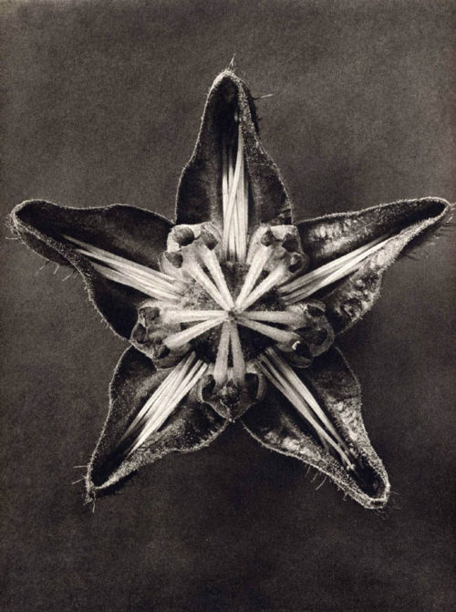 Karl Blossfeldt and His Artistic Representation of Nature [Inspiring ...